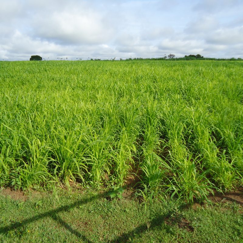 Dairy development in practice | FrieslandCampina Nigeria