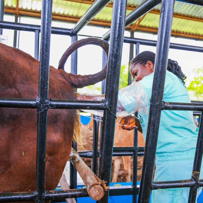 Dairy development in practice | FrieslandCampina Nigeria